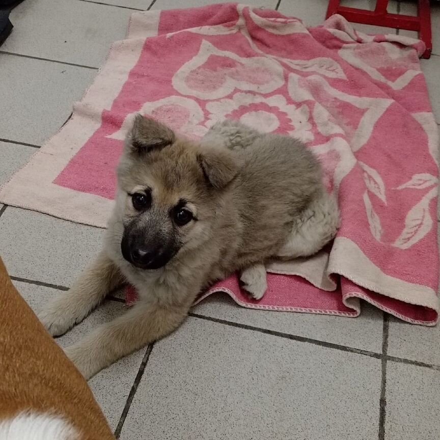 Щенок в добрые руки