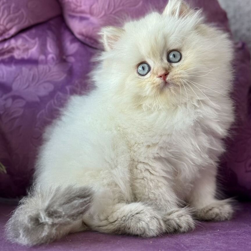 Британский длинношёрстный котёнок