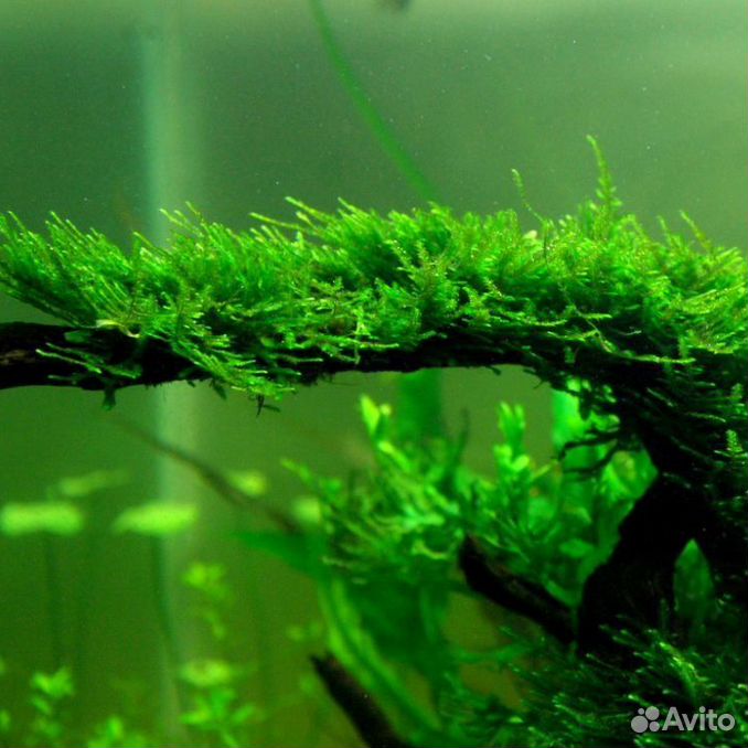 Мох рождественский - крисмас