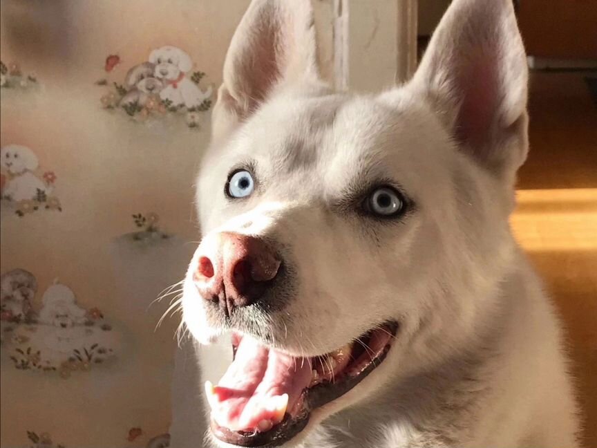 Отдам собаку в хорошие руки Сибирский хаски