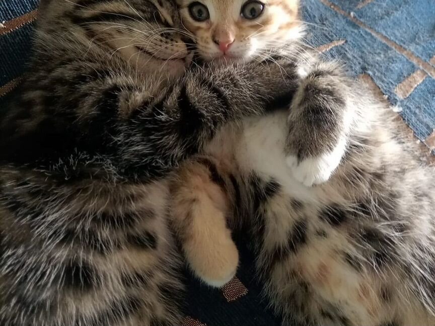 Котята в добрые руки
