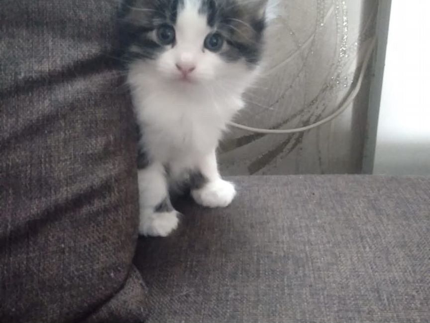 Отдам в добрые руки котят