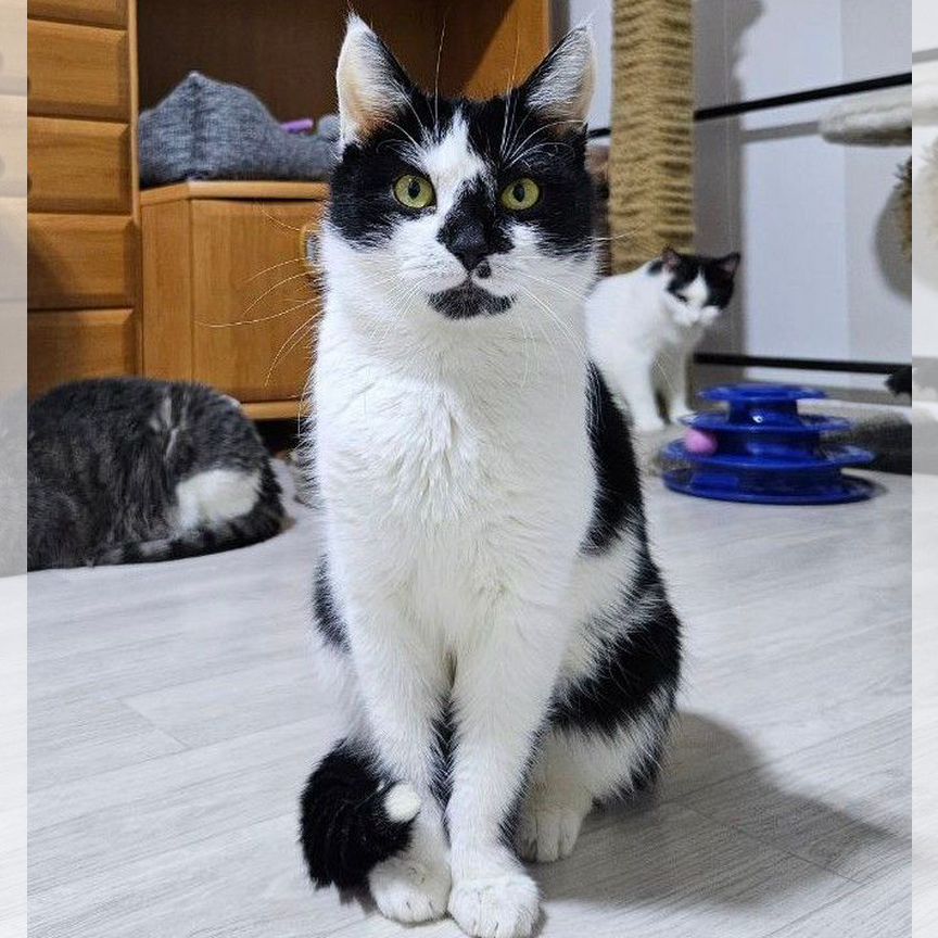 Кошка в добрые руки бесплатно