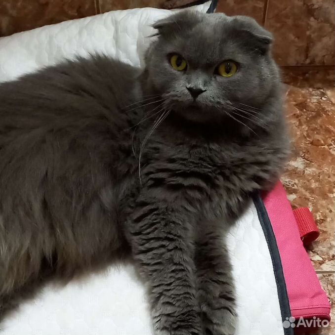 Шотландская Вислоушка в дар