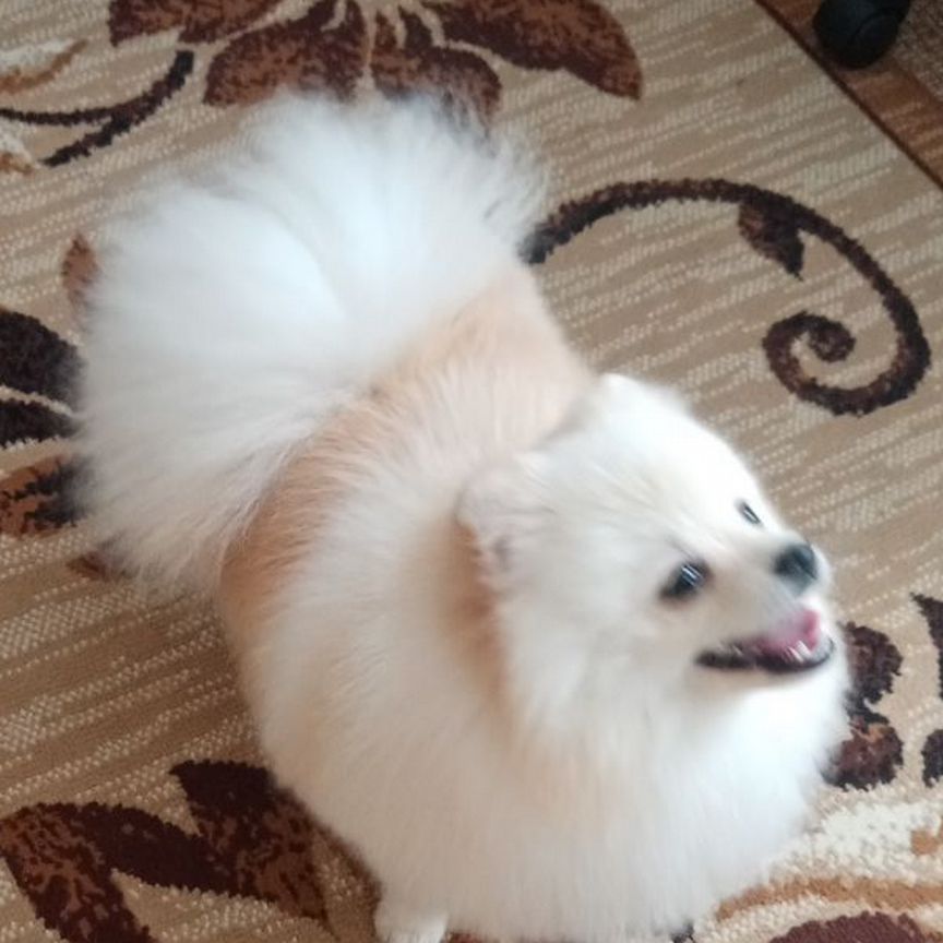 Померанский шпиц, вязка