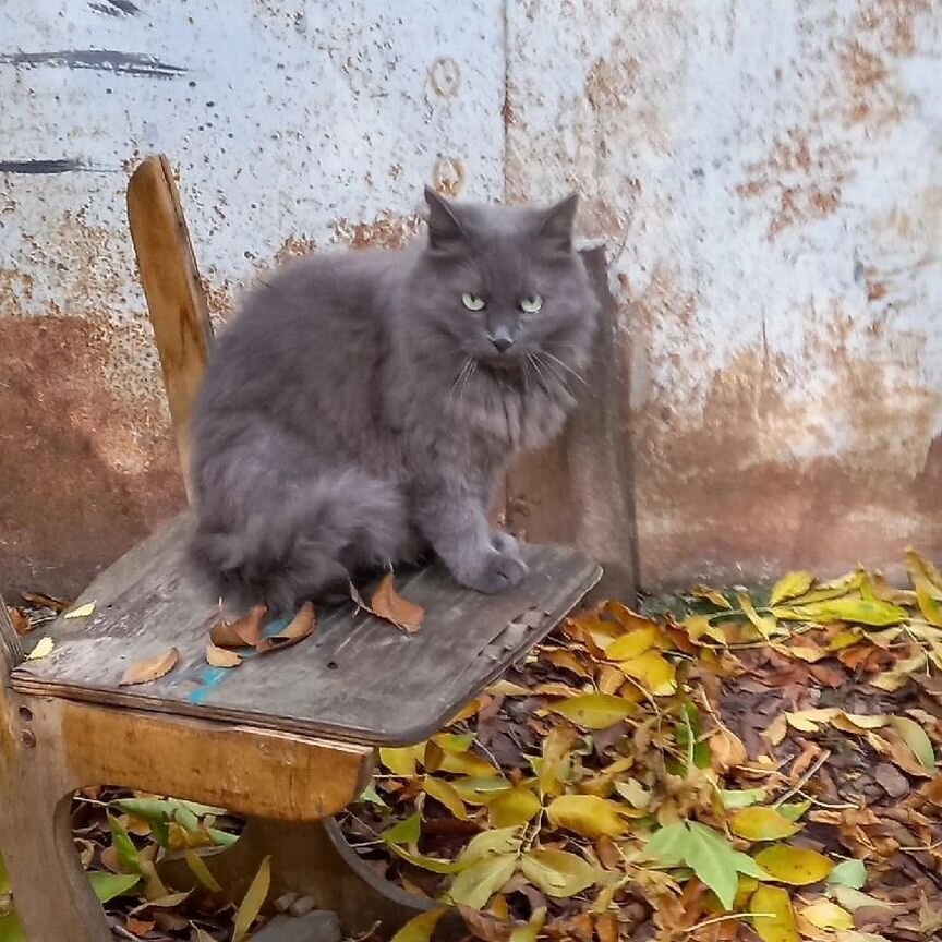 Кошке нужен дом