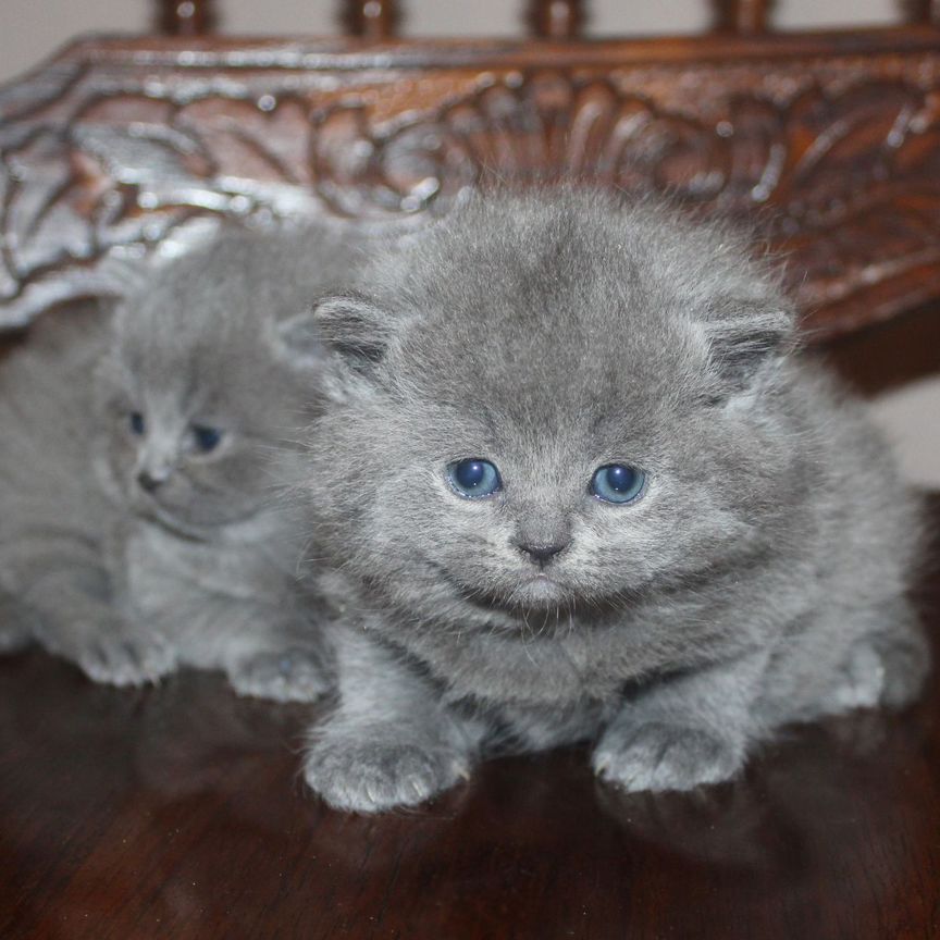 Британские котята