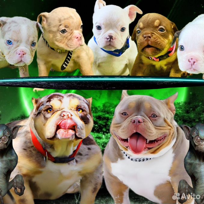 Американский булли - Феррари булли