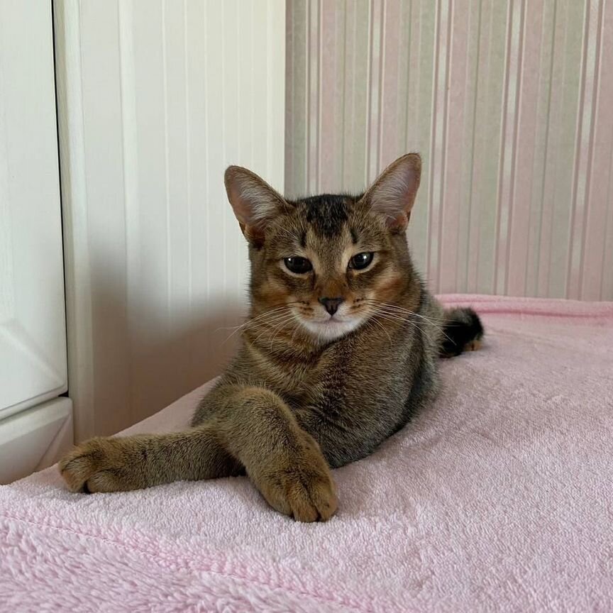 Коты на вязку