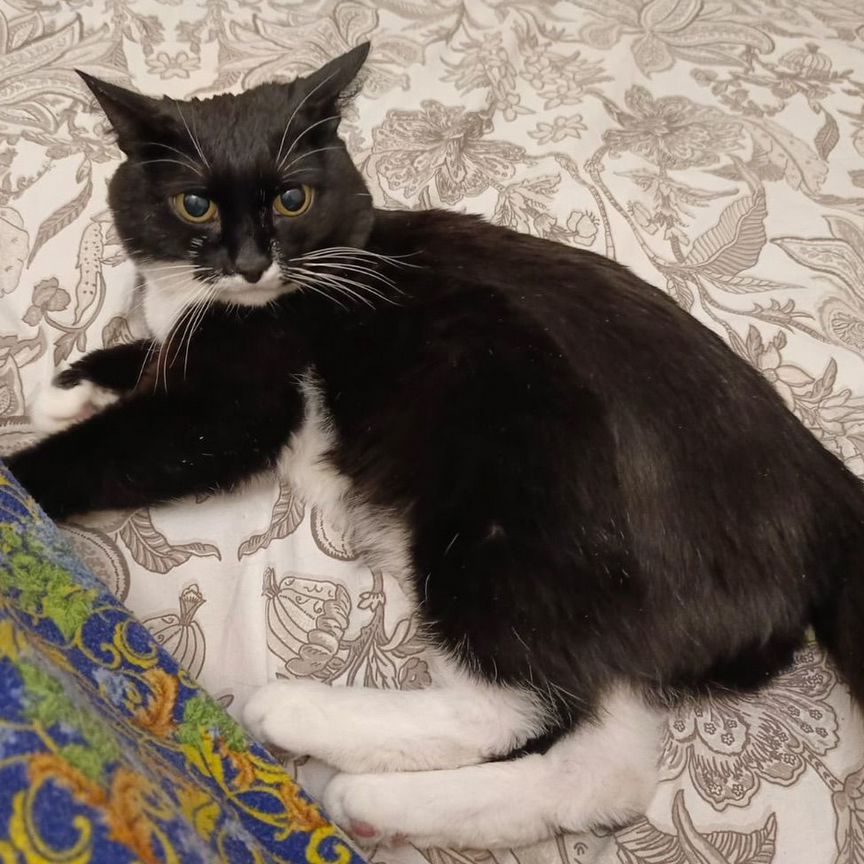 Взрослый кот в добрые руки