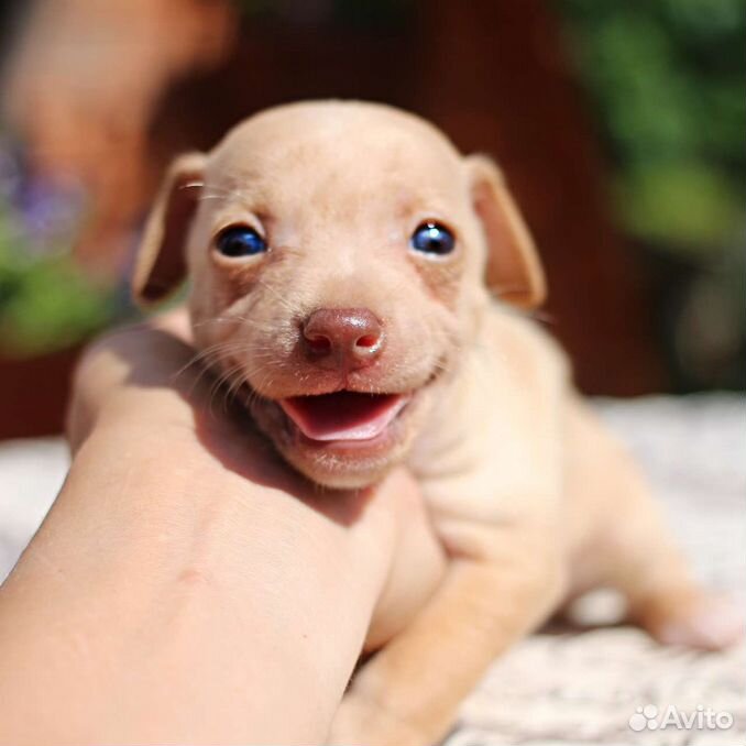 Ксоло mini пуховички