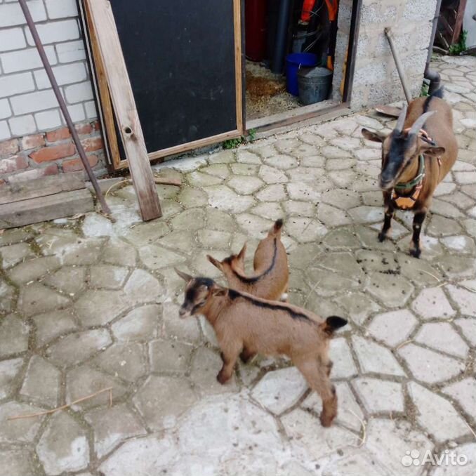 Камерунские козлята