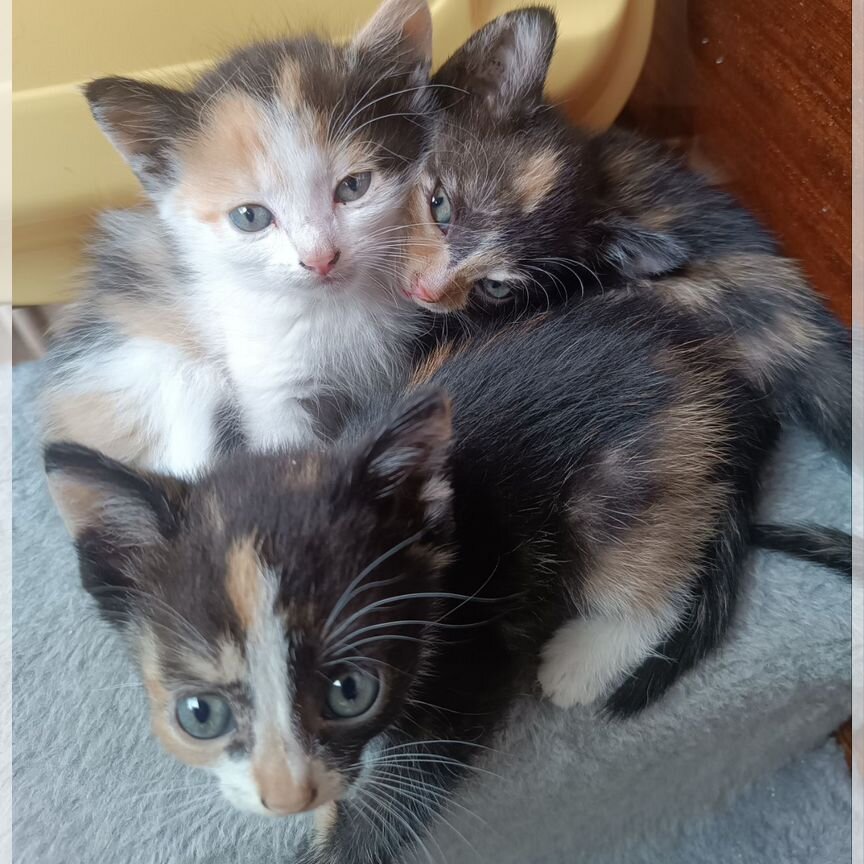 Отдаю котят