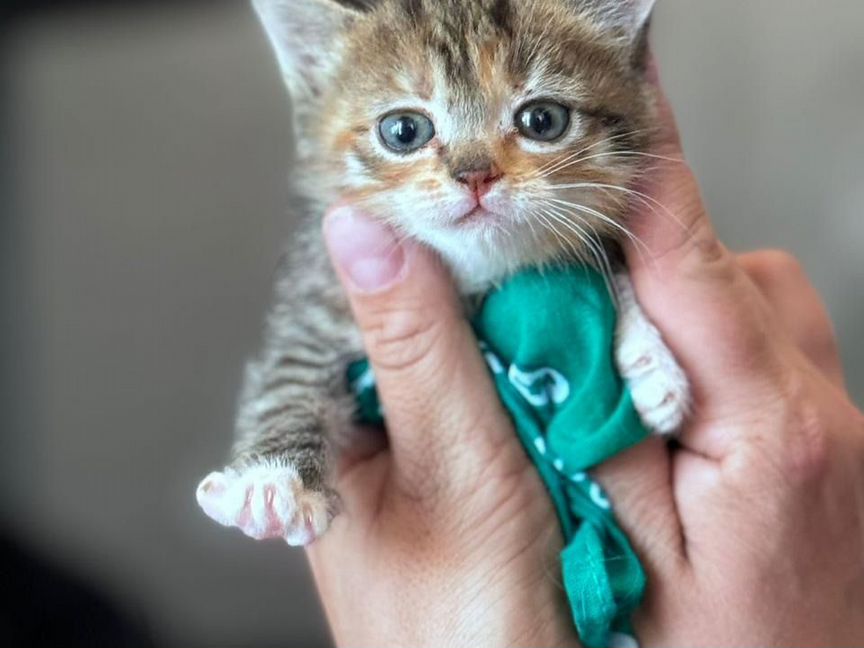 Котята из приюта в добрые руки