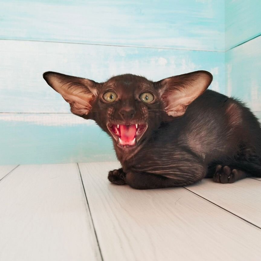 Чёрный кот