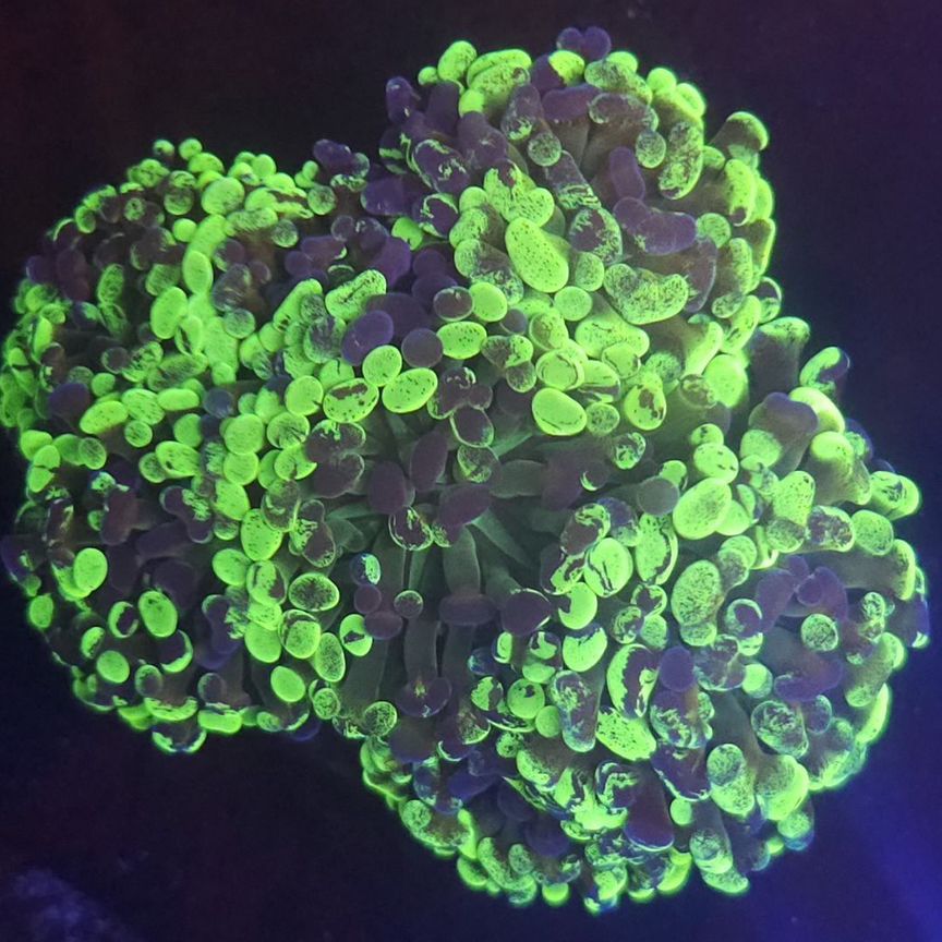 Живой морской коралл Эуфиллия Сплэш