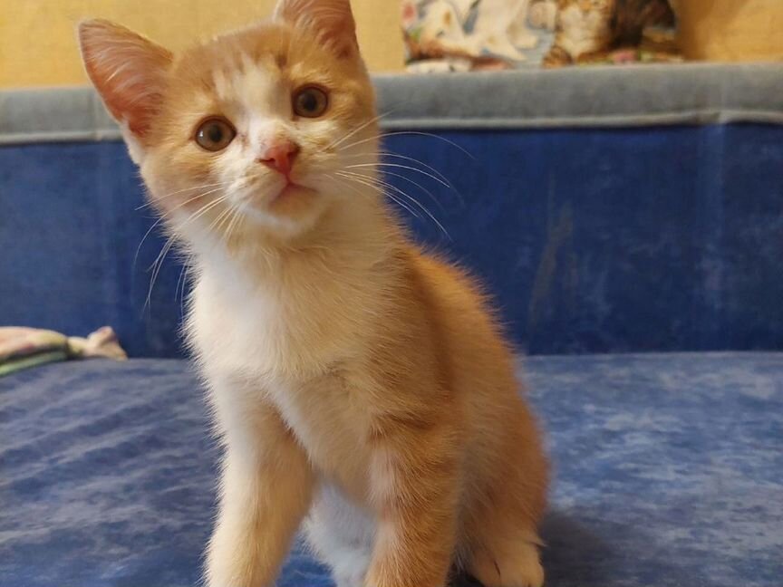 Котенок мальчик