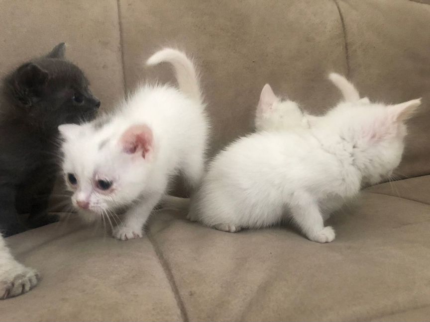 Котята в добрые руки 1 месяц