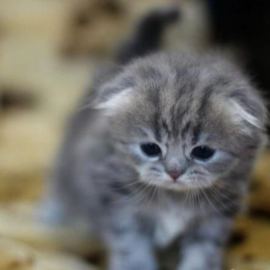 Шотландские котята