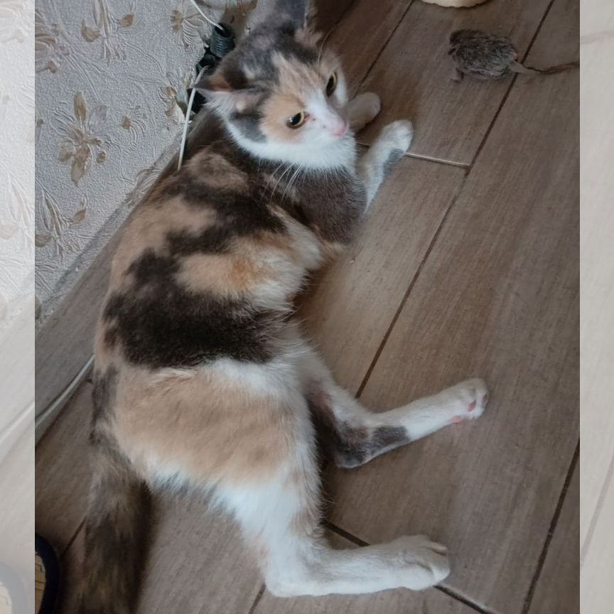 Кошечка ищет дом