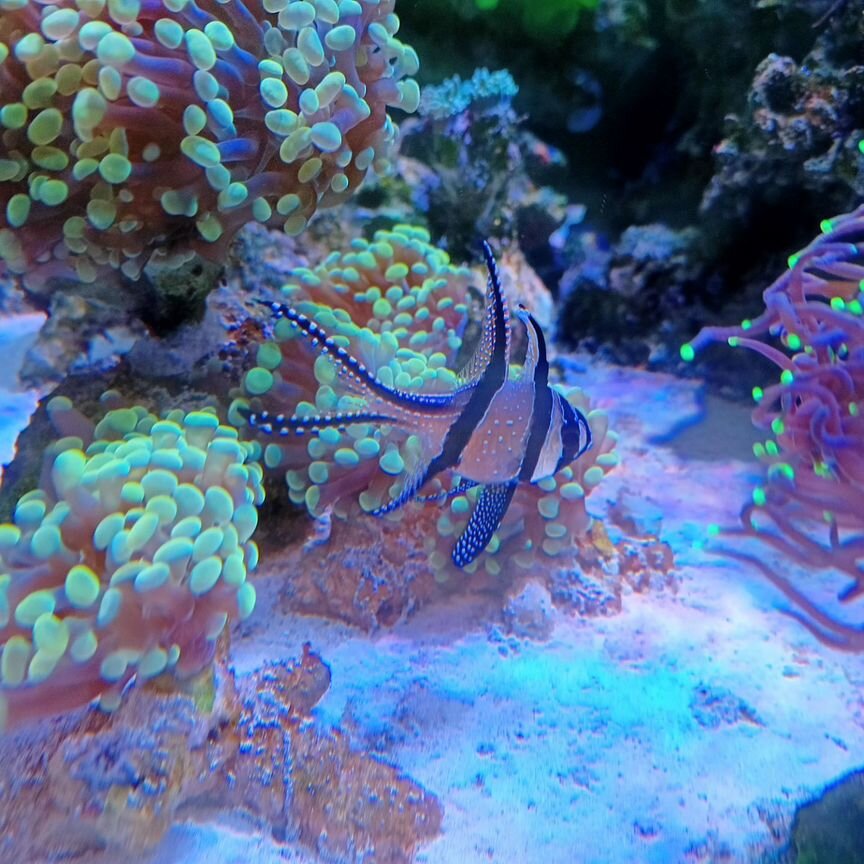 Коралл для морского аквариума Эуфилия с желтыми ш