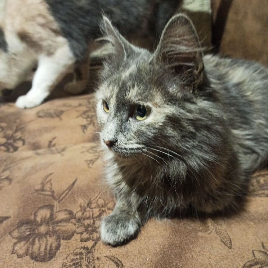 Челси,4месяца