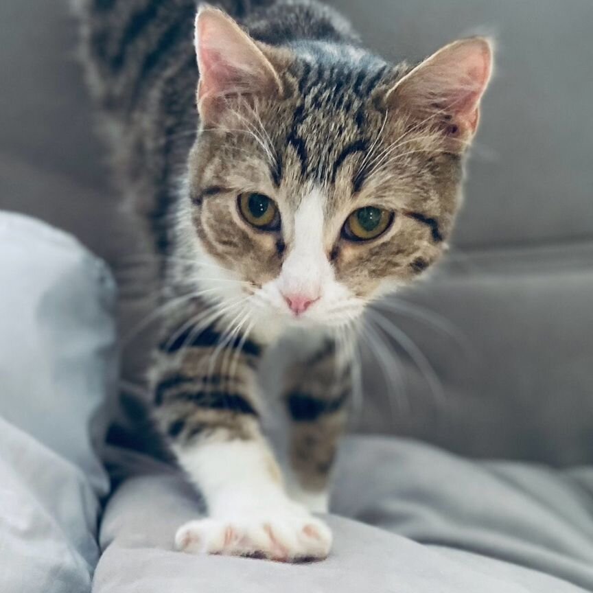 Котёнок в добрые руки