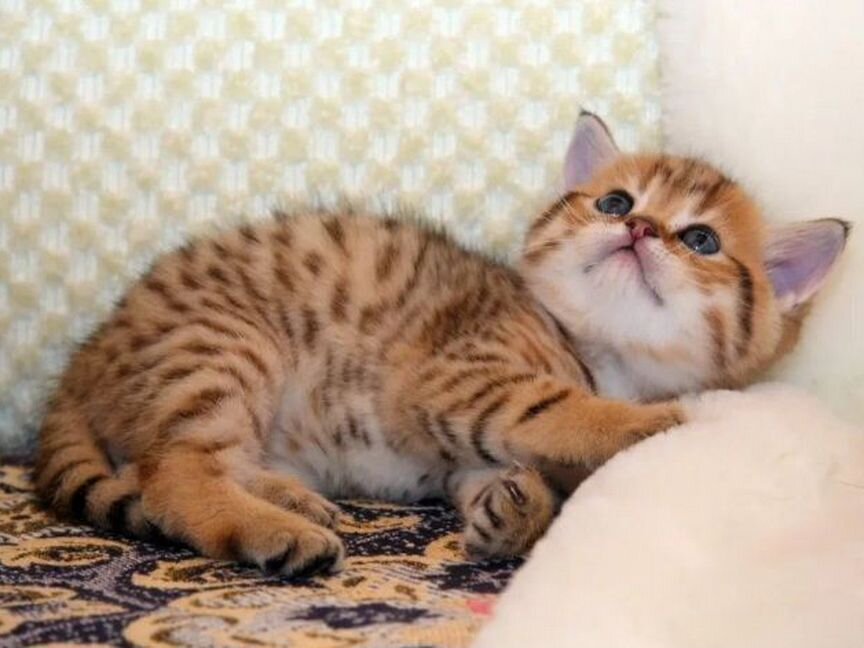 Британские котята табби золото