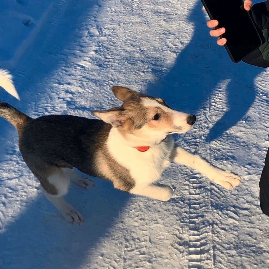 Собака в добрые руки