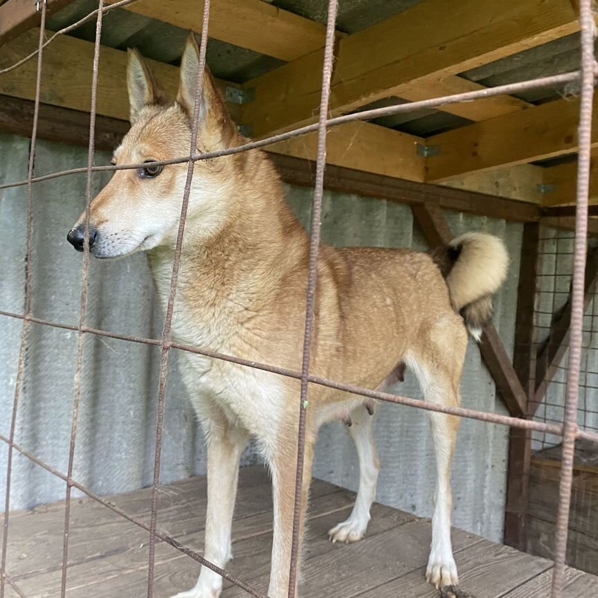 Западно сибирская лайка