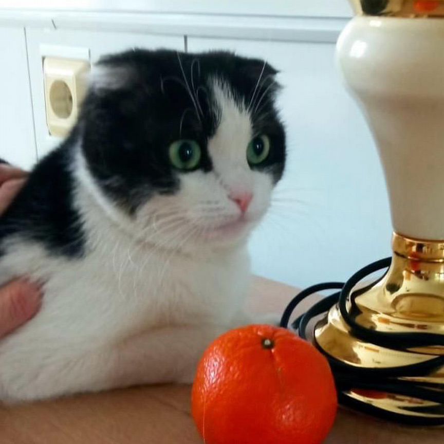 Кошку ждёт подвал