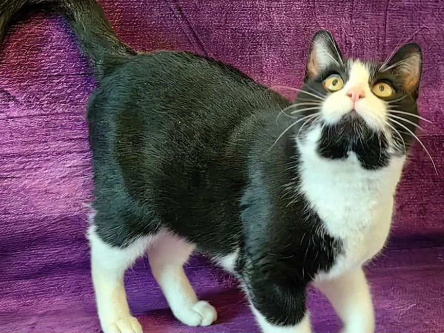 Добрый котик ищет дом