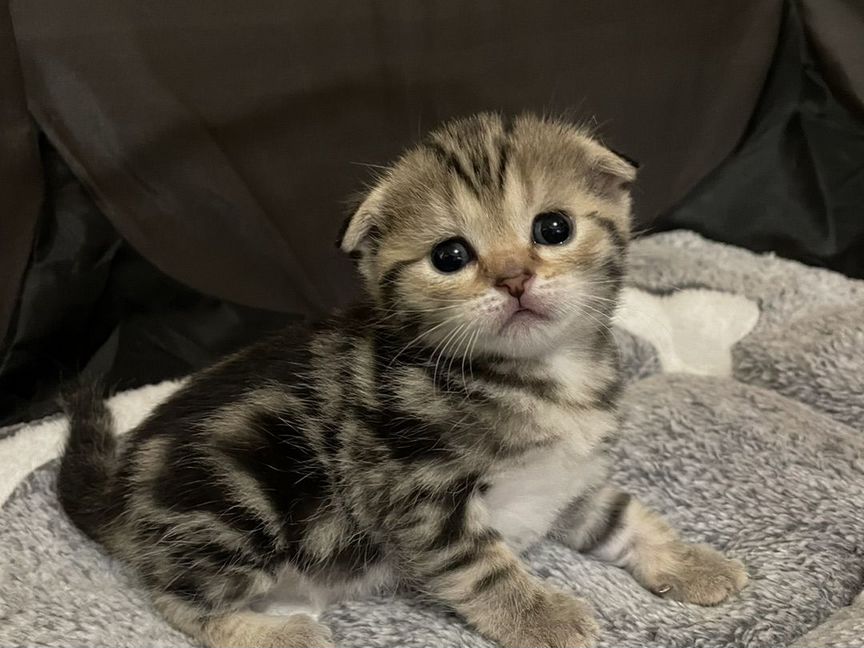 Шотландские вислоухие котята