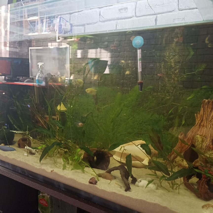 Аквариум с рыбками