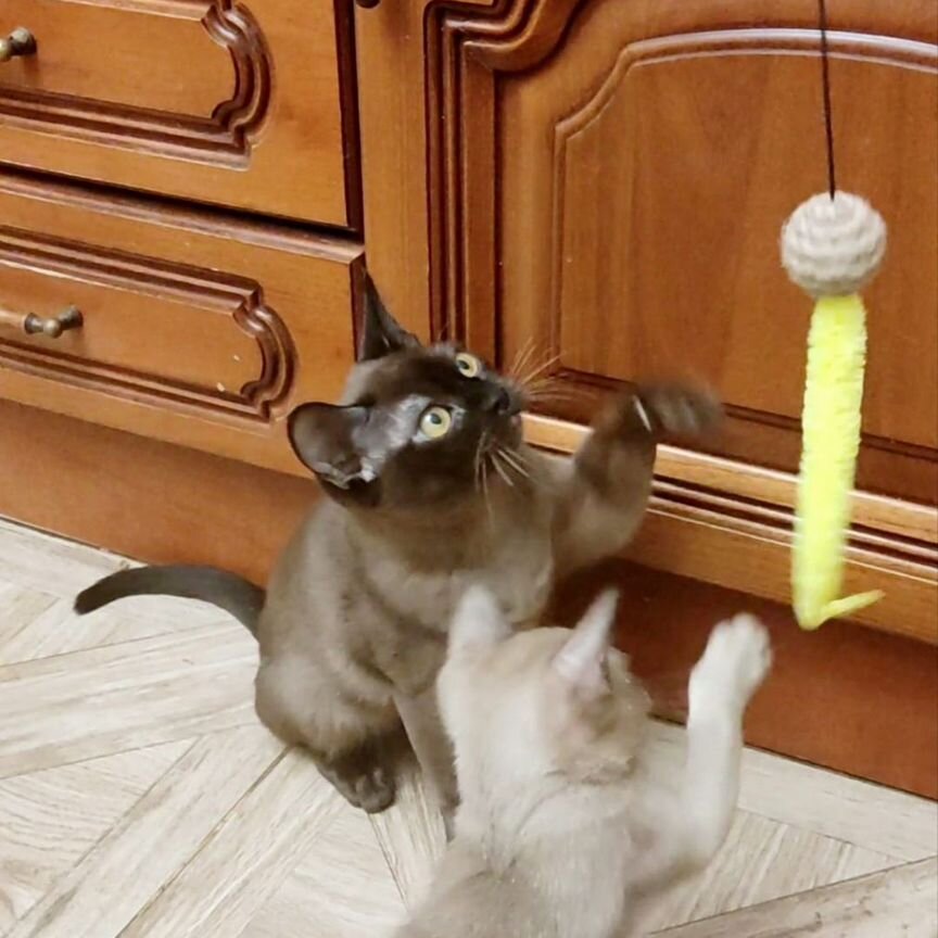 Бурма девочка