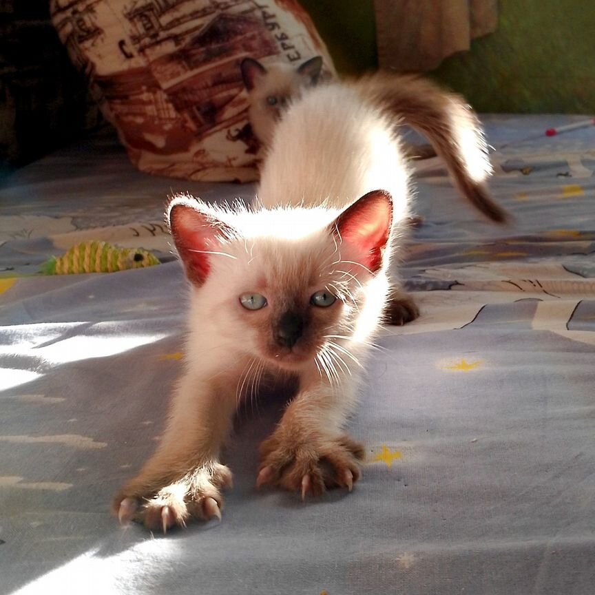Тайские котята