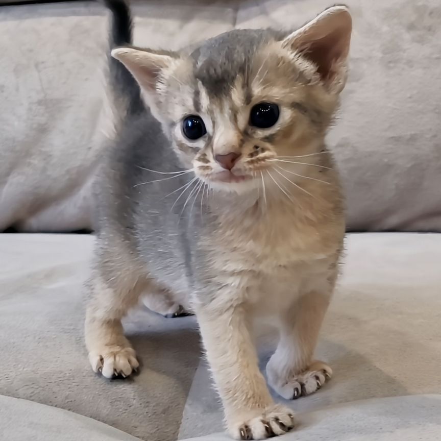 Абиссинский котёнок