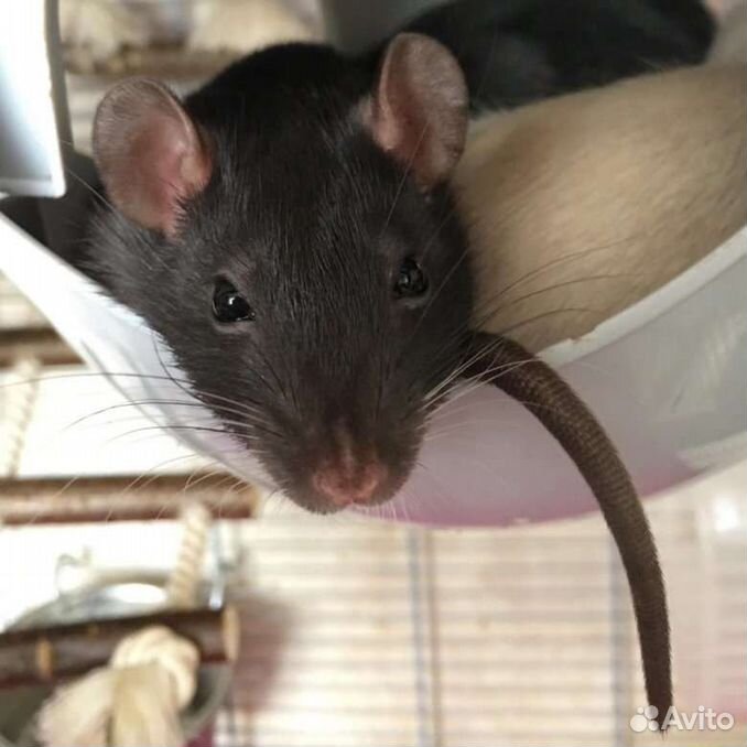 Крыса. Чёрная стандарт