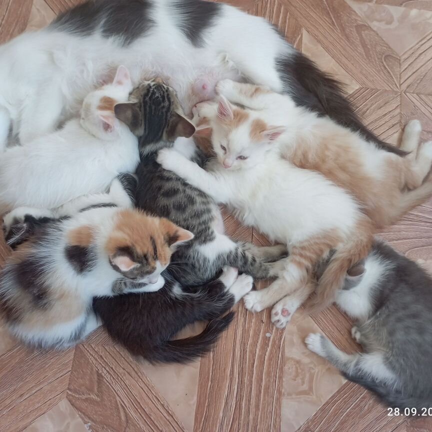Котята в добрые руки