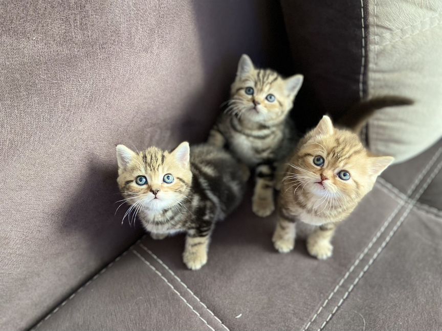 Шотландские котята