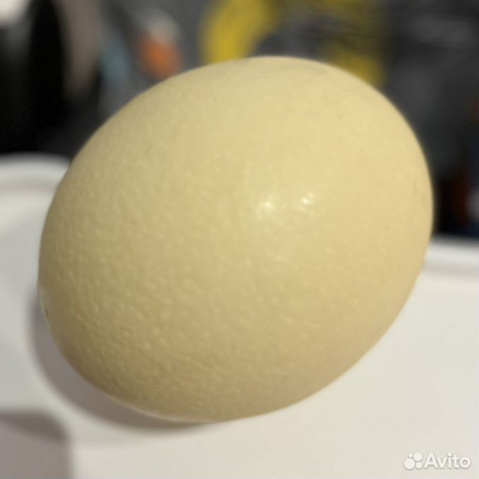 Яйцо страуса