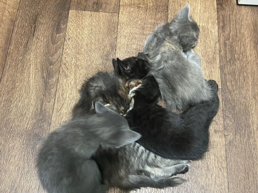 Домашние животные кошки