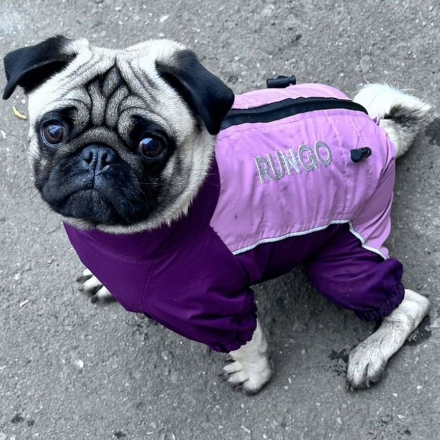 Мопс, взрослая собака