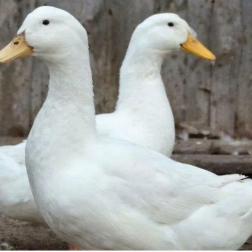 Селезень на племя