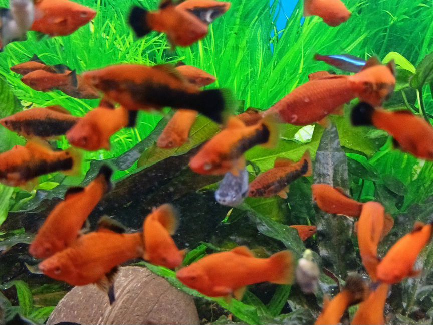 Меченосцы германцы,кубинцы подростки 40 р