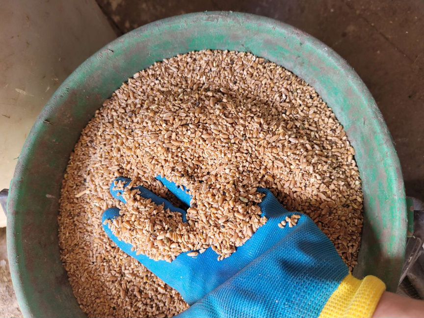 Зерноотходы