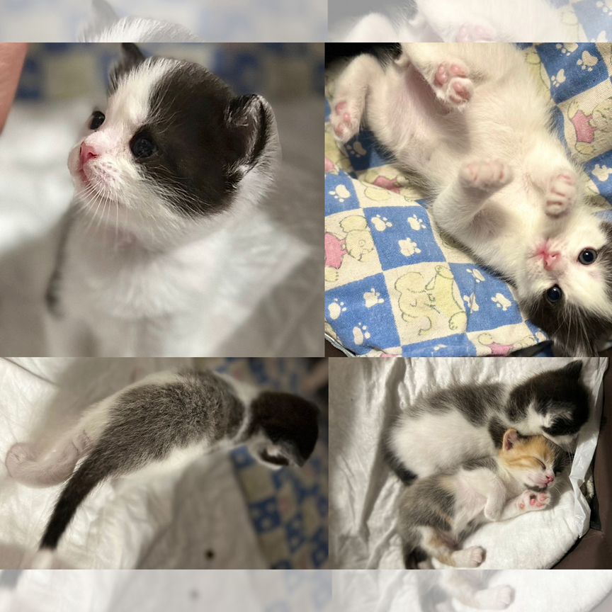 Котёнок в добрые руки