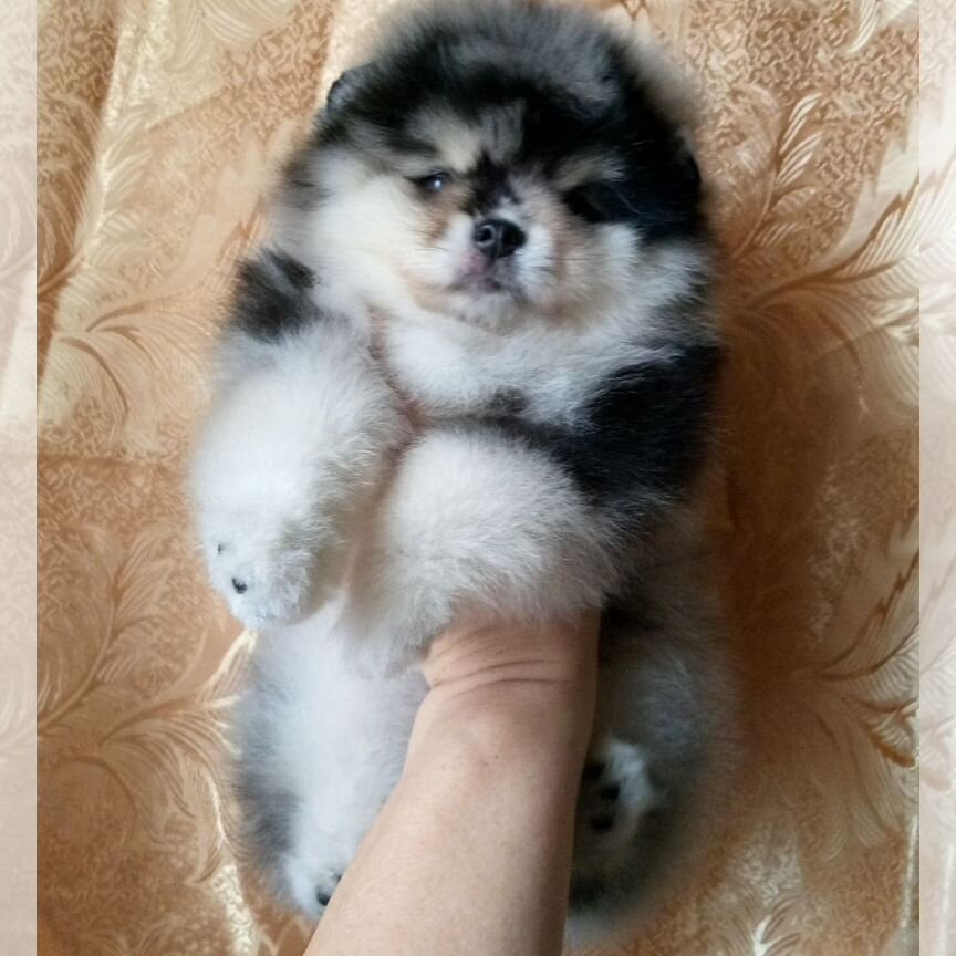 Померанский шпиц, щенок