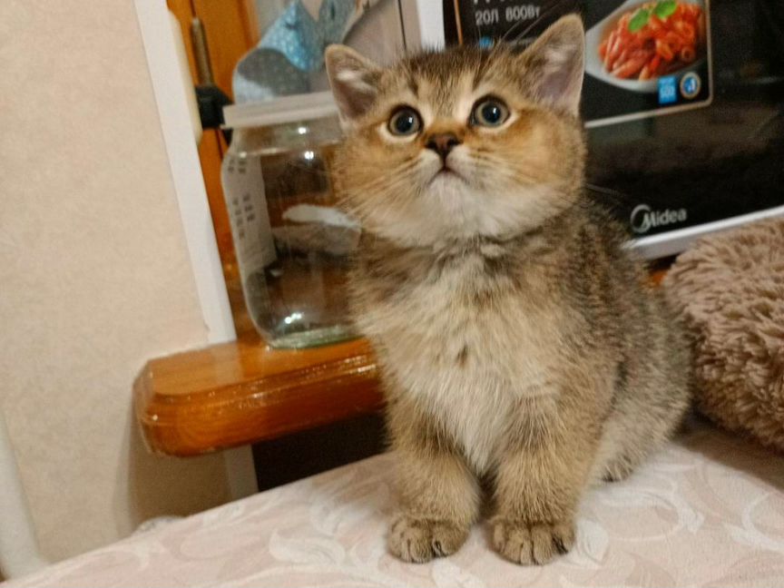 Котята золотые шиншиллы шотландские