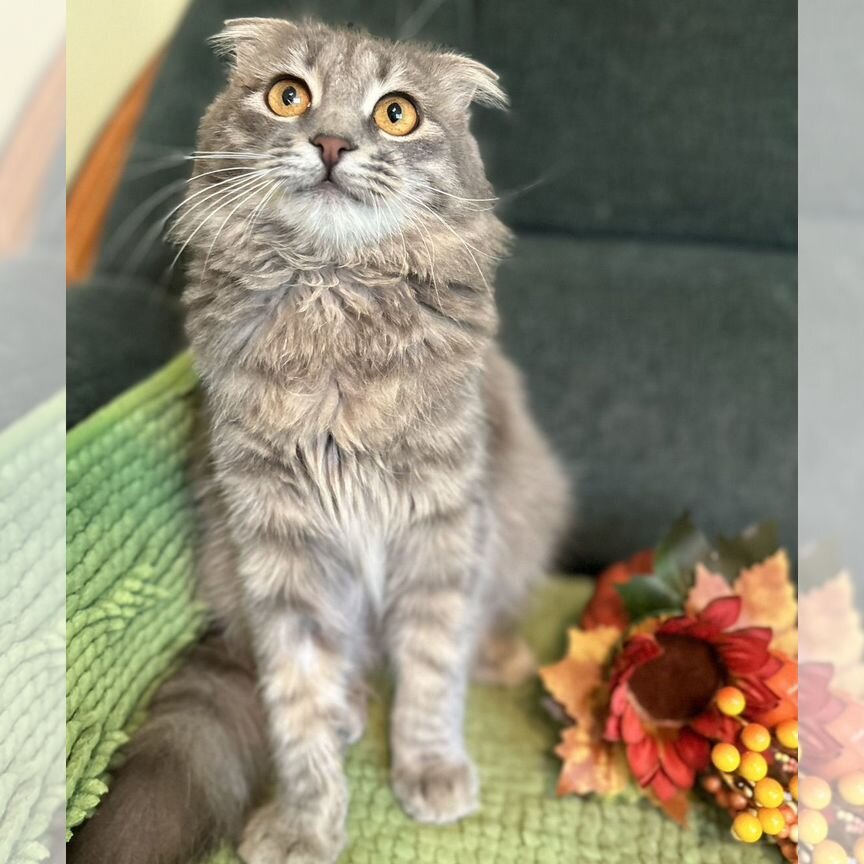 Вислоухий Котенок Асти